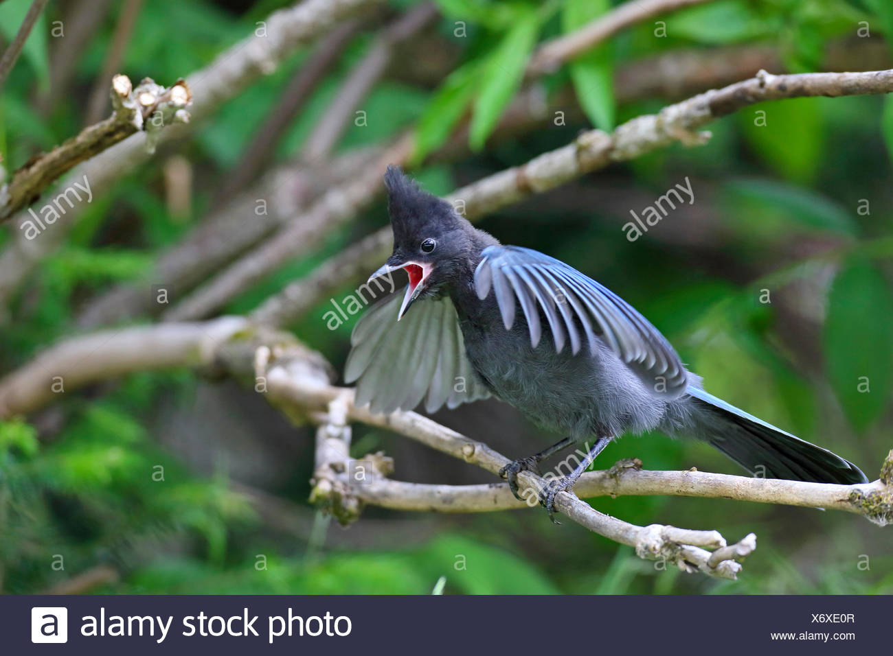 Juvenile Jay High Resolution Stock Photography and Images - Alamy