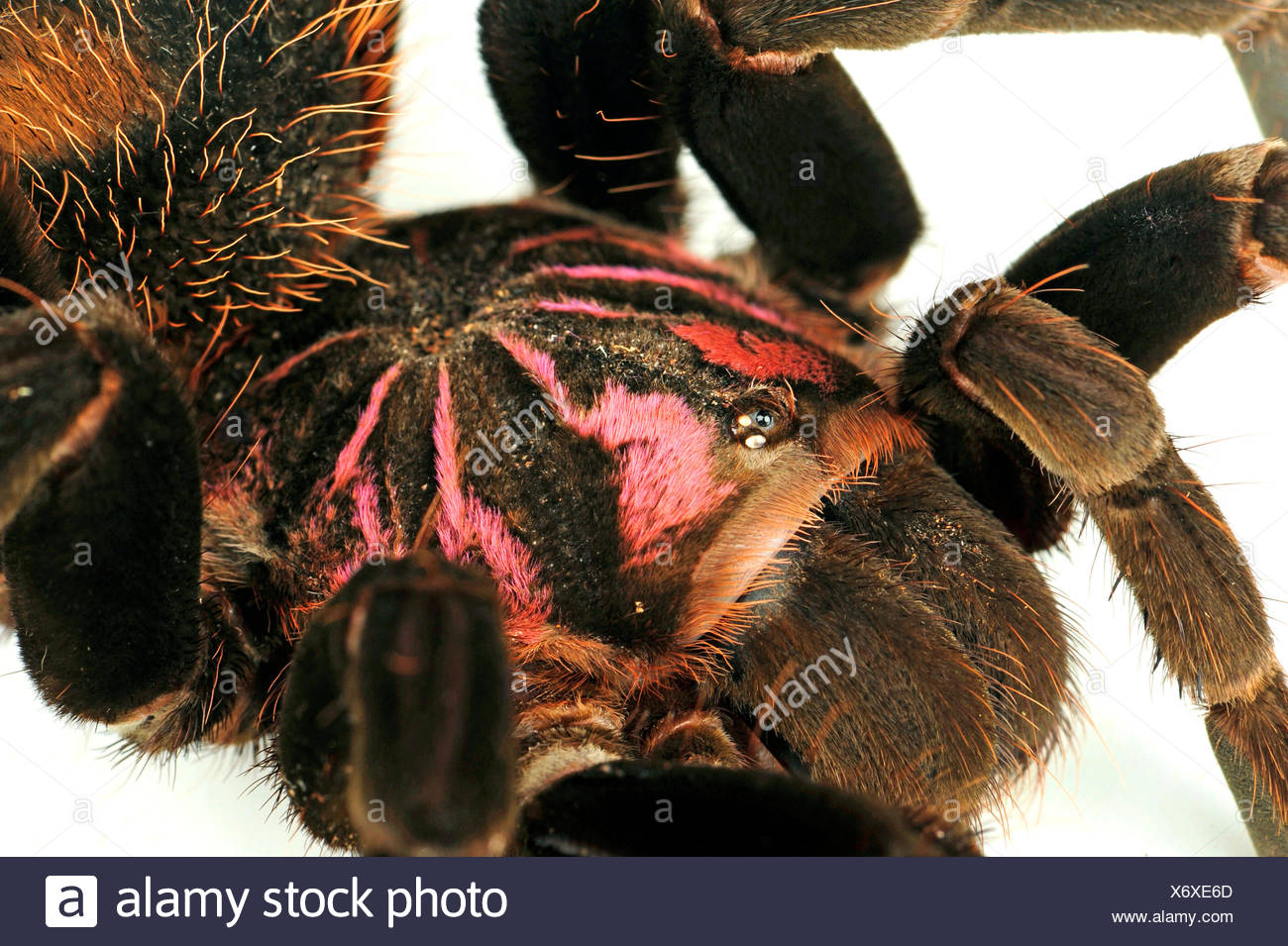 Xenesthis Immanis Colombian Lesserblack Insects