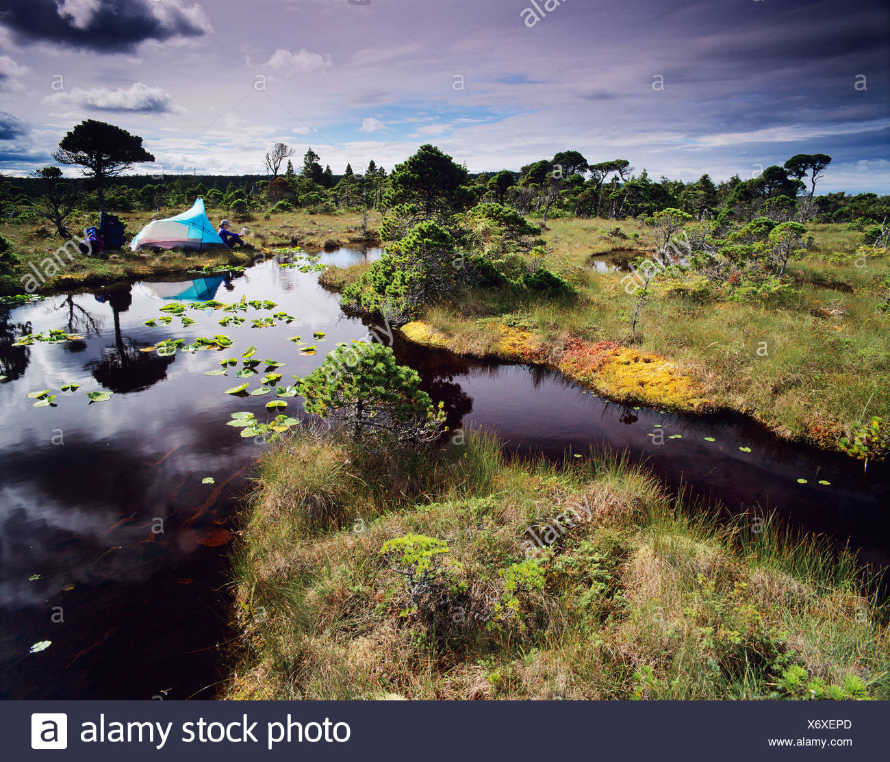 Muskeg Stock Photos & Muskeg Stock Images - Alamy