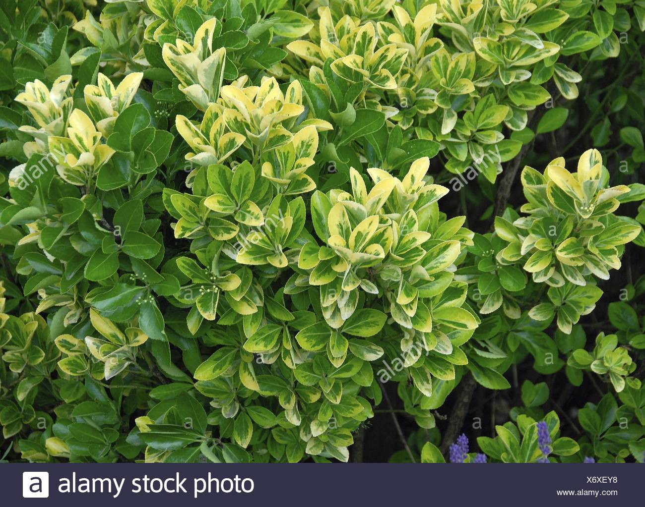 Euonymus Japonicus Ovatus Aureus High Resolution Stock Photography and ...