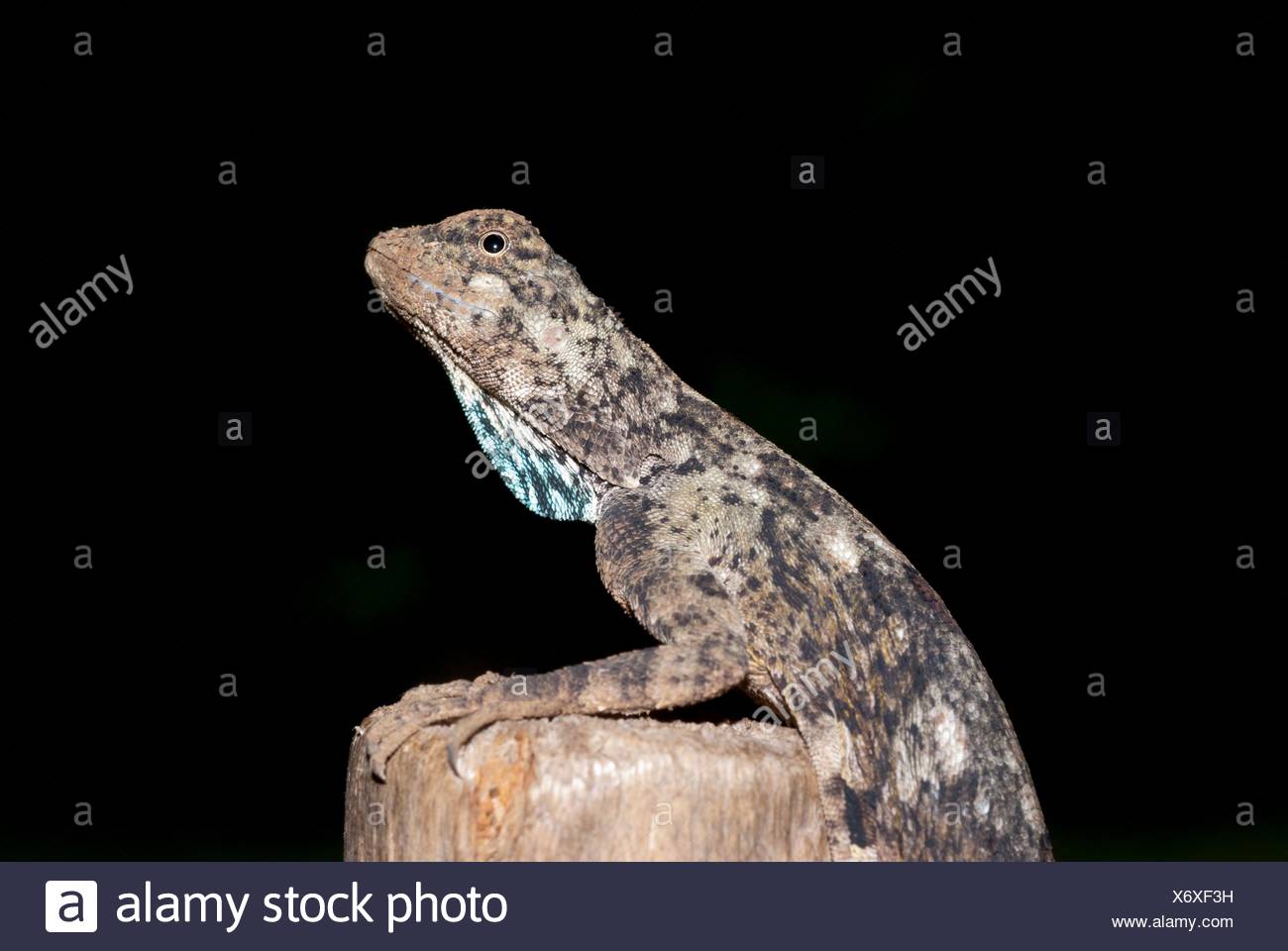 Flying Lizard Asia High Resolution Stock Photography and Images - Alamy