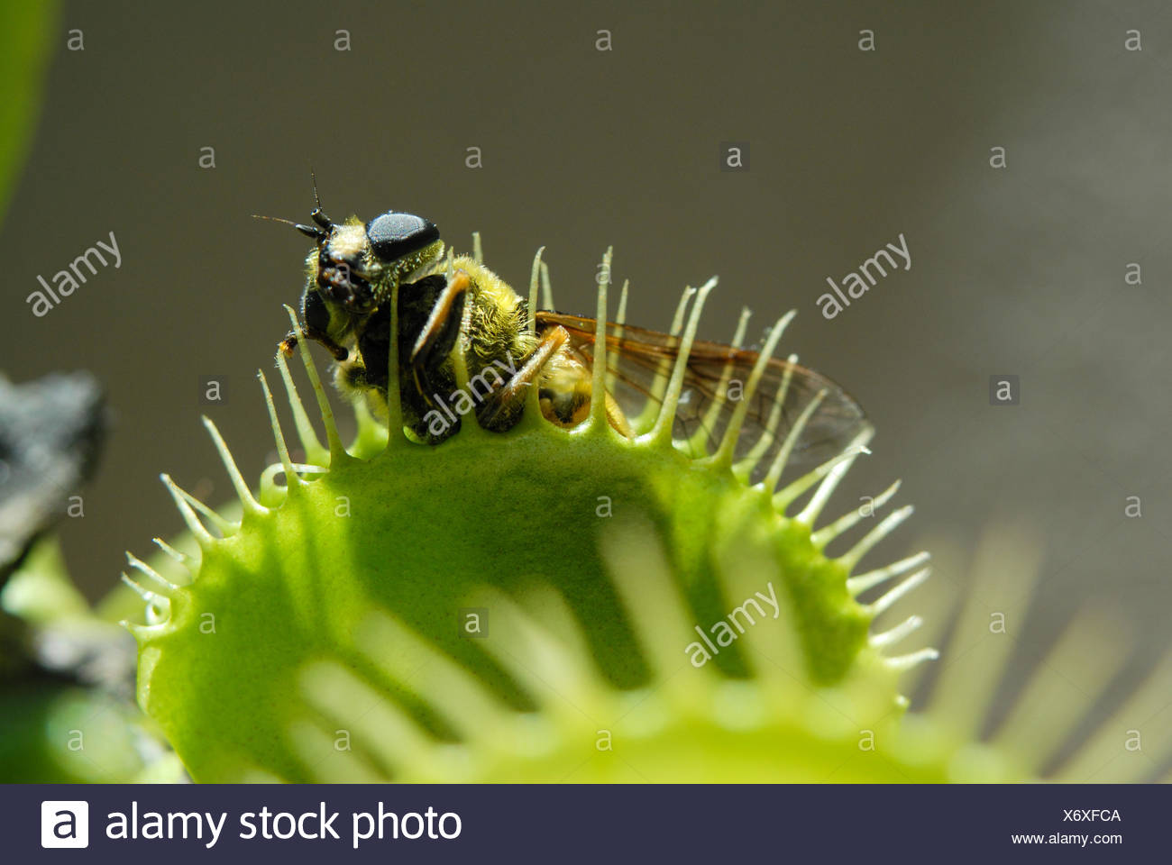 Venus Fly Trap Flowers High Resolution Stock Photography and Images - Alamy