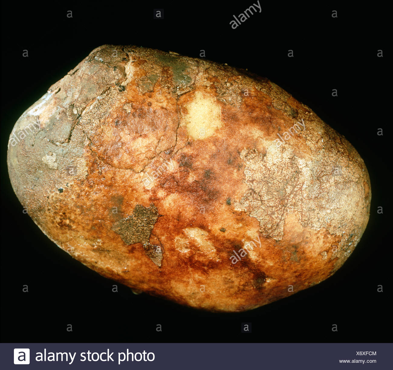 Helicobasidium High Resolution Stock Photography and Images - Alamy