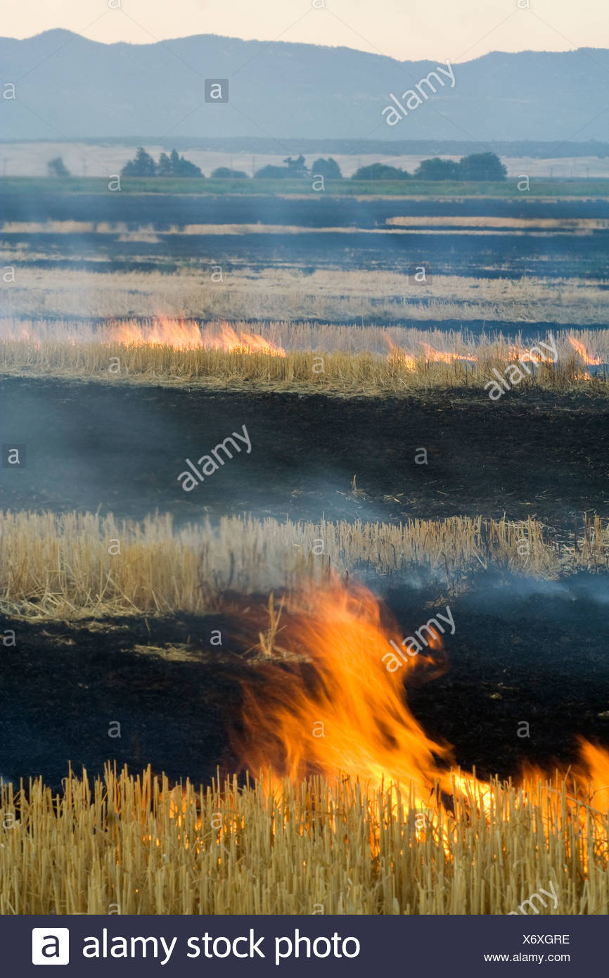 Fire Weeds High Resolution Stock Photography and Images - Alamy