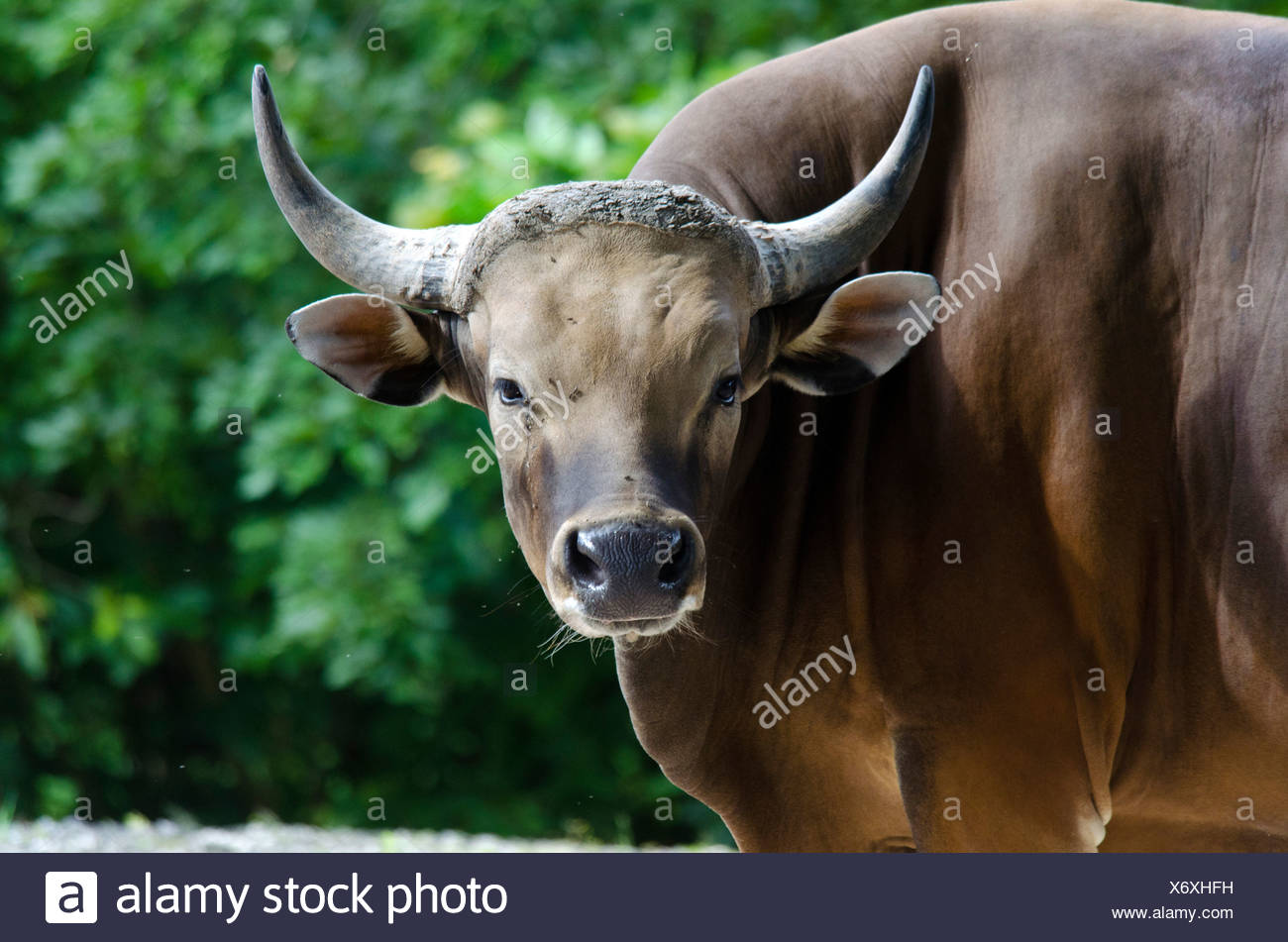 Gaur Stock Photos & Gaur Stock Images - Alamy
