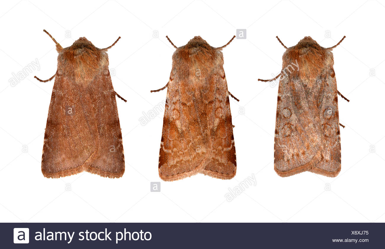 Red Chestnut High Resolution Stock Photography and Images - Alamy