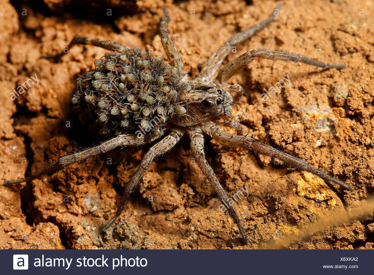 Wolf Spider And Spiderlings High Resolution Stock Photography and ...