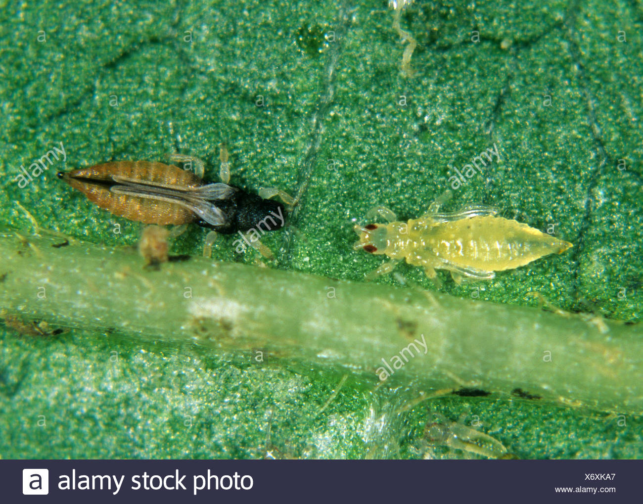 Thripidae Stock Photos & Thripidae Stock Images - Alamy