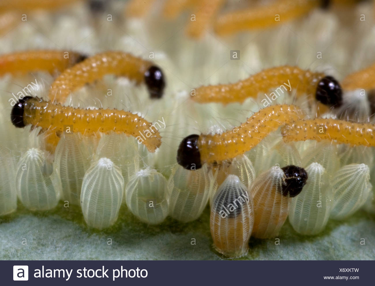 Hatched Caterpillar And Eggs High Resolution Stock Photography and ...