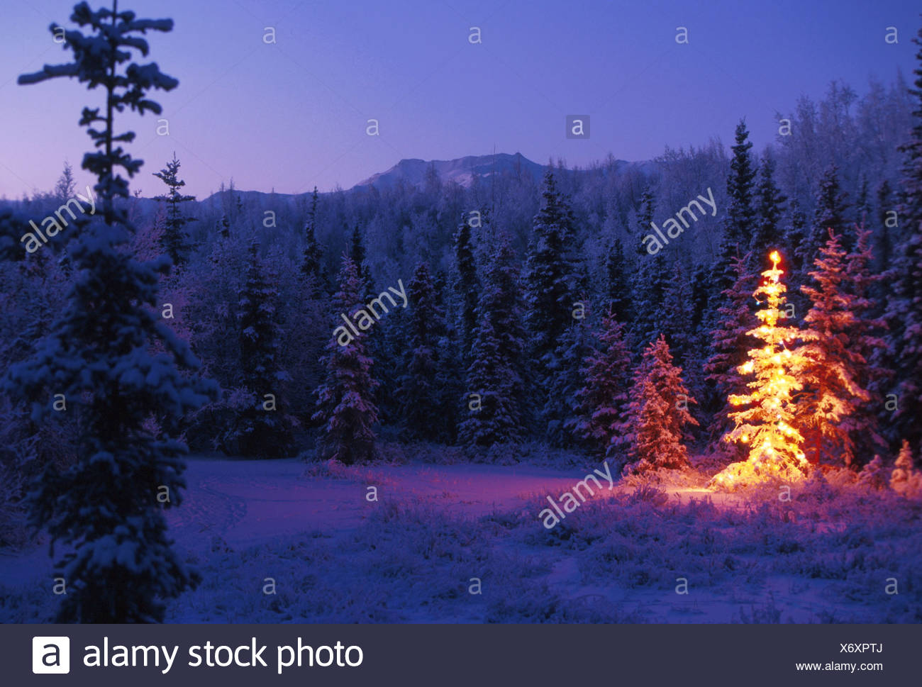 Lighted Christmas Trees In Forest Scenes