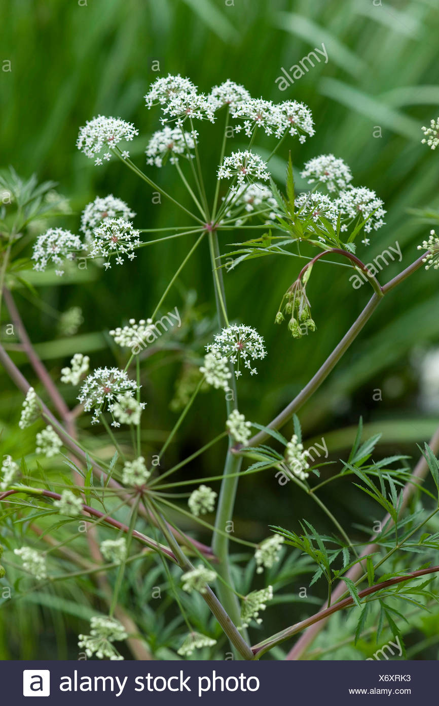 Cowbane High Resolution Stock Photography and Images - Alamy