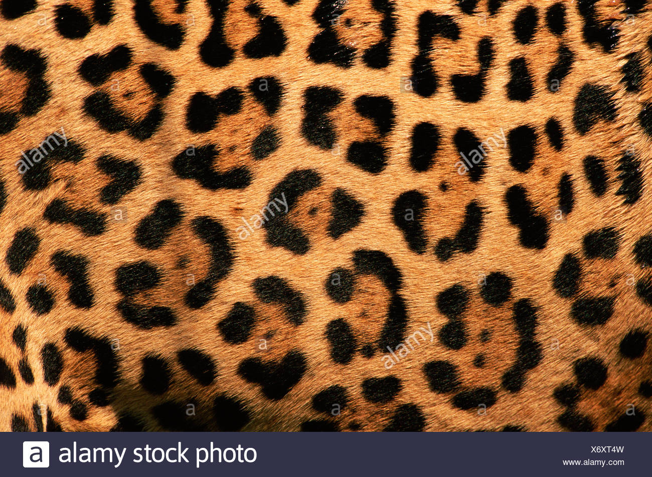 Patterned Coat High Resolution Stock Photography and Images - Alamy