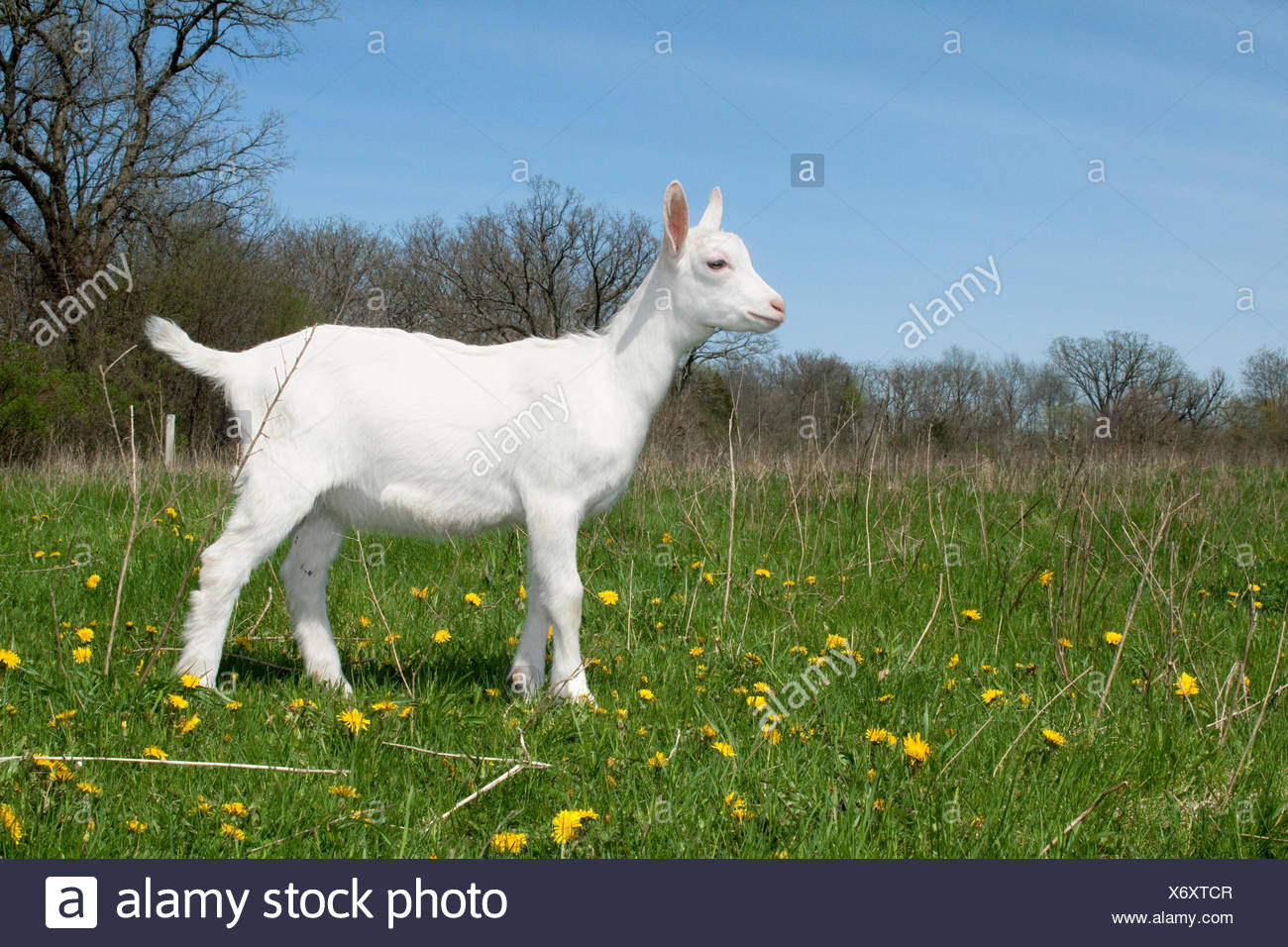 Saanen Goats High Resolution Stock Photography and Images - Alamy