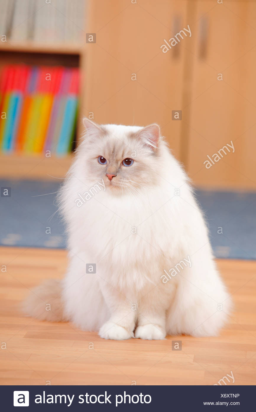 Blue Tabby Point Birman High Resolution Stock Photography and Images ...