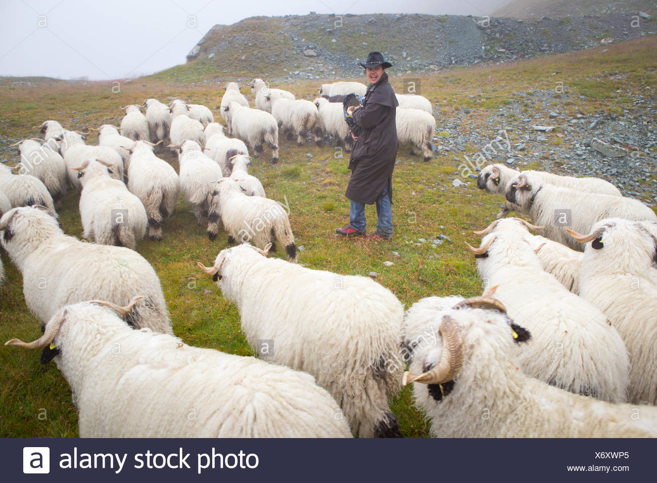 Valais Blacknose Sheep Stock Photos & Valais Blacknose Sheep Stock ...