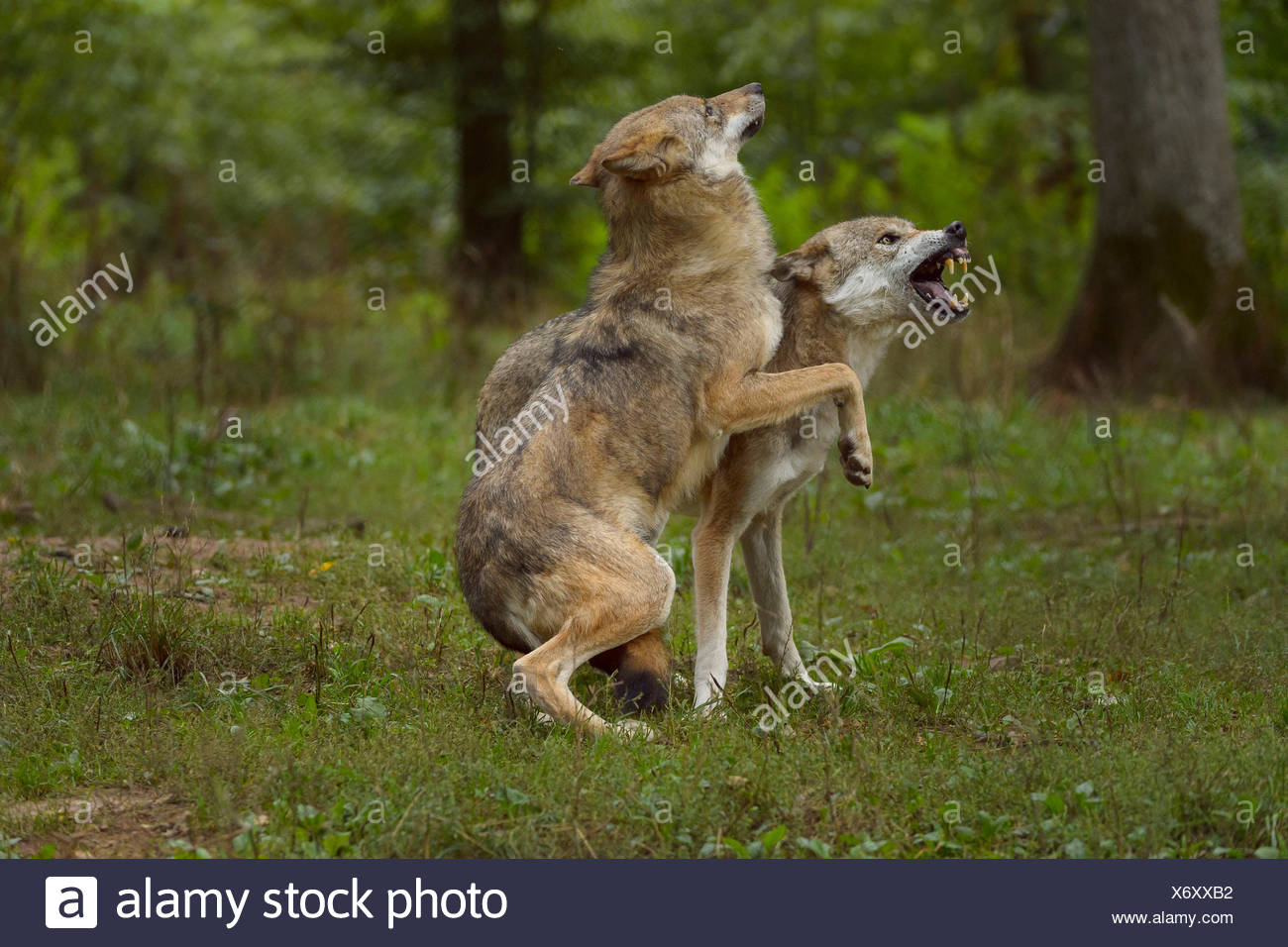 Wolf Fighting High Resolution Stock Photography and Images - Alamy
