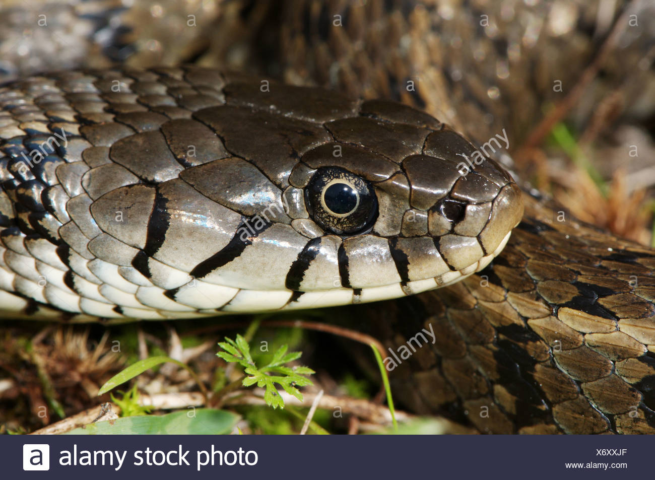 Grass Snake Natrix Natrix Persa Stock Photos & Grass Snake Natrix ...