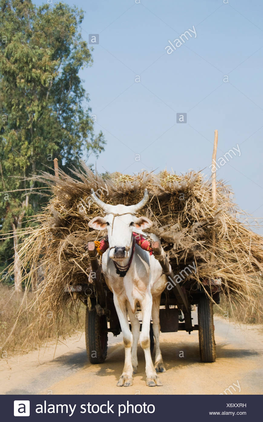 Ox Cart India High Resolution Stock Photography and Images - Alamy