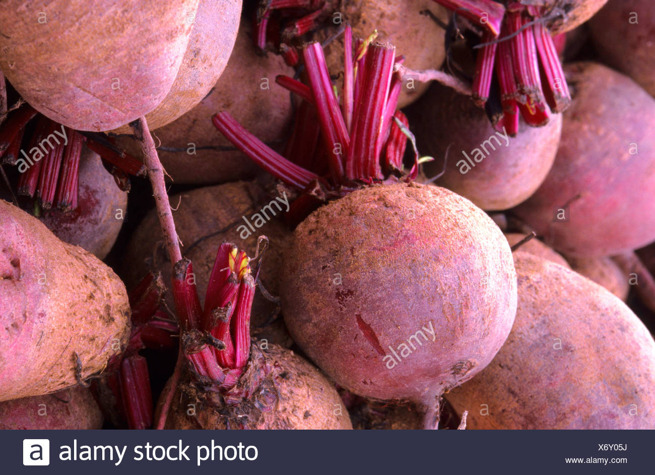 Plant With Edible Roots High Resolution Stock Photography and Images ...