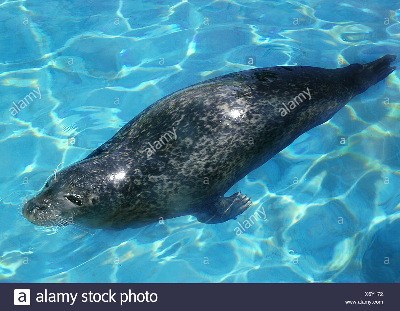 Mediterranean Monk Seal Stock Photos & Mediterranean Monk Seal Stock Images - Alamy