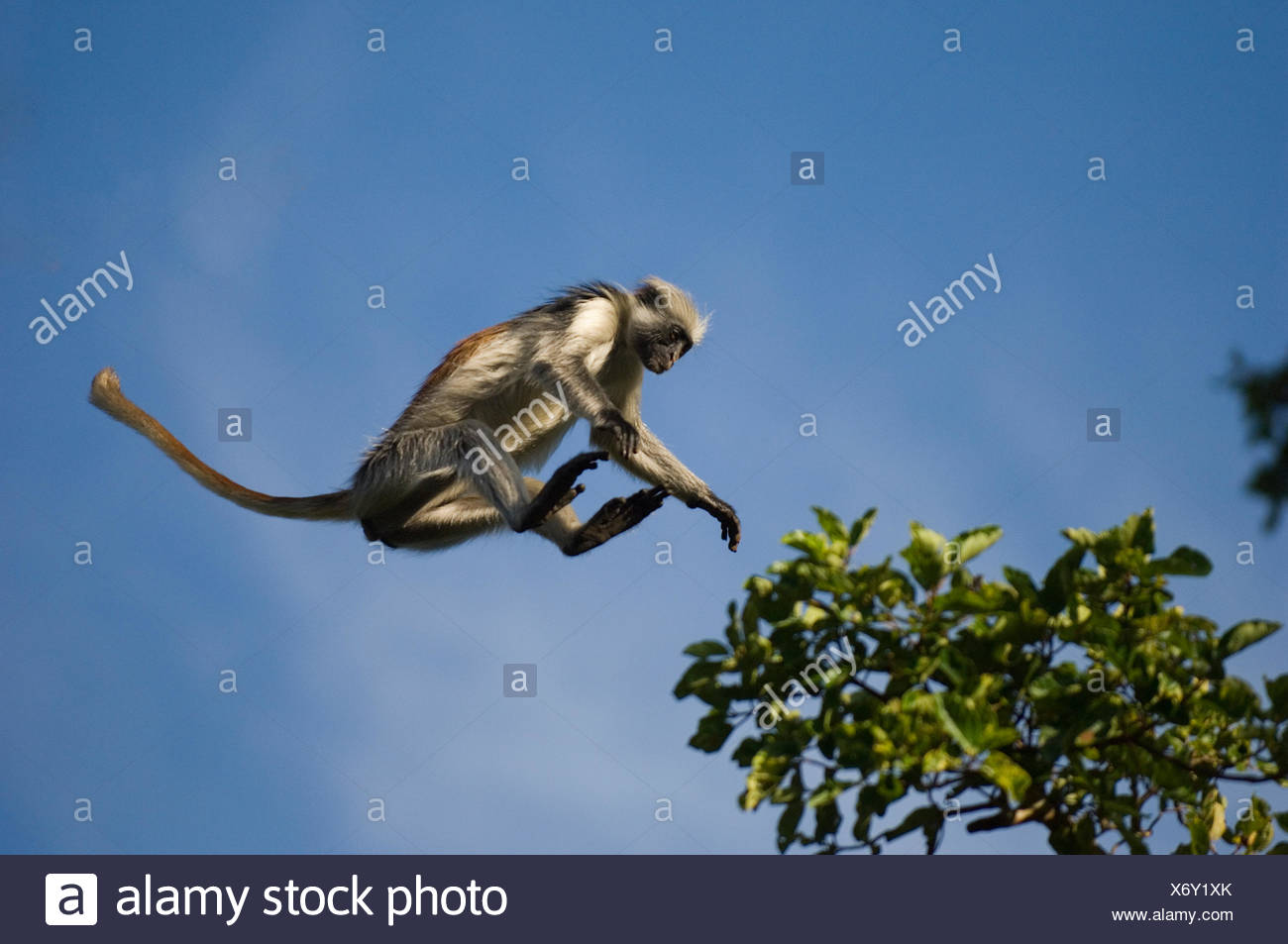 Leaping Monkey Stock Photos & Leaping Monkey Stock Images - Alamy
