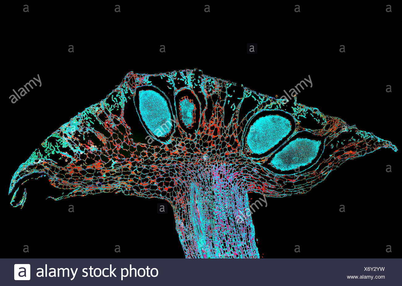 Antheridium High Resolution Stock Photography and Images - Alamy