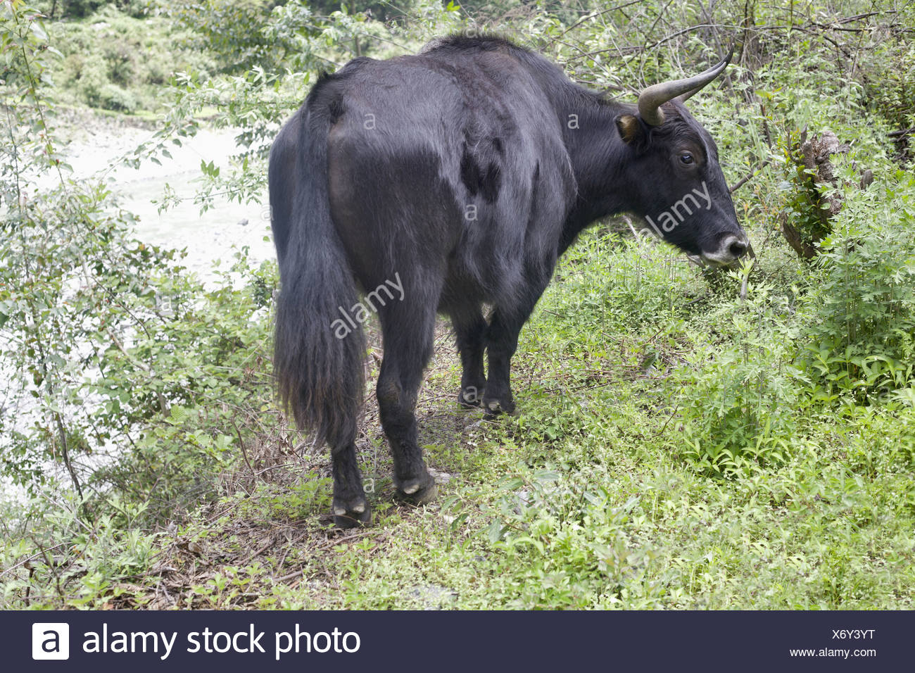 Yak High Resolution Stock Photography and Images - Alamy