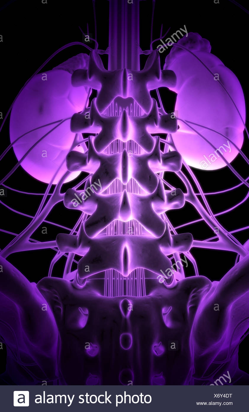 Cauda Equina Illustration High Resolution Stock Photography and Images ...