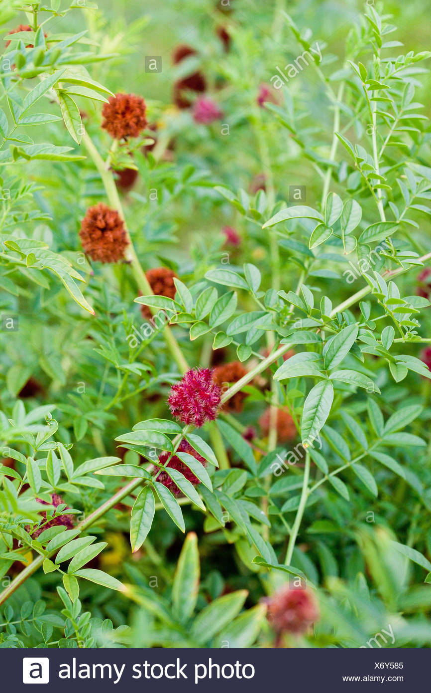 Liquorice Plant High Resolution Stock Photography and Images - Alamy