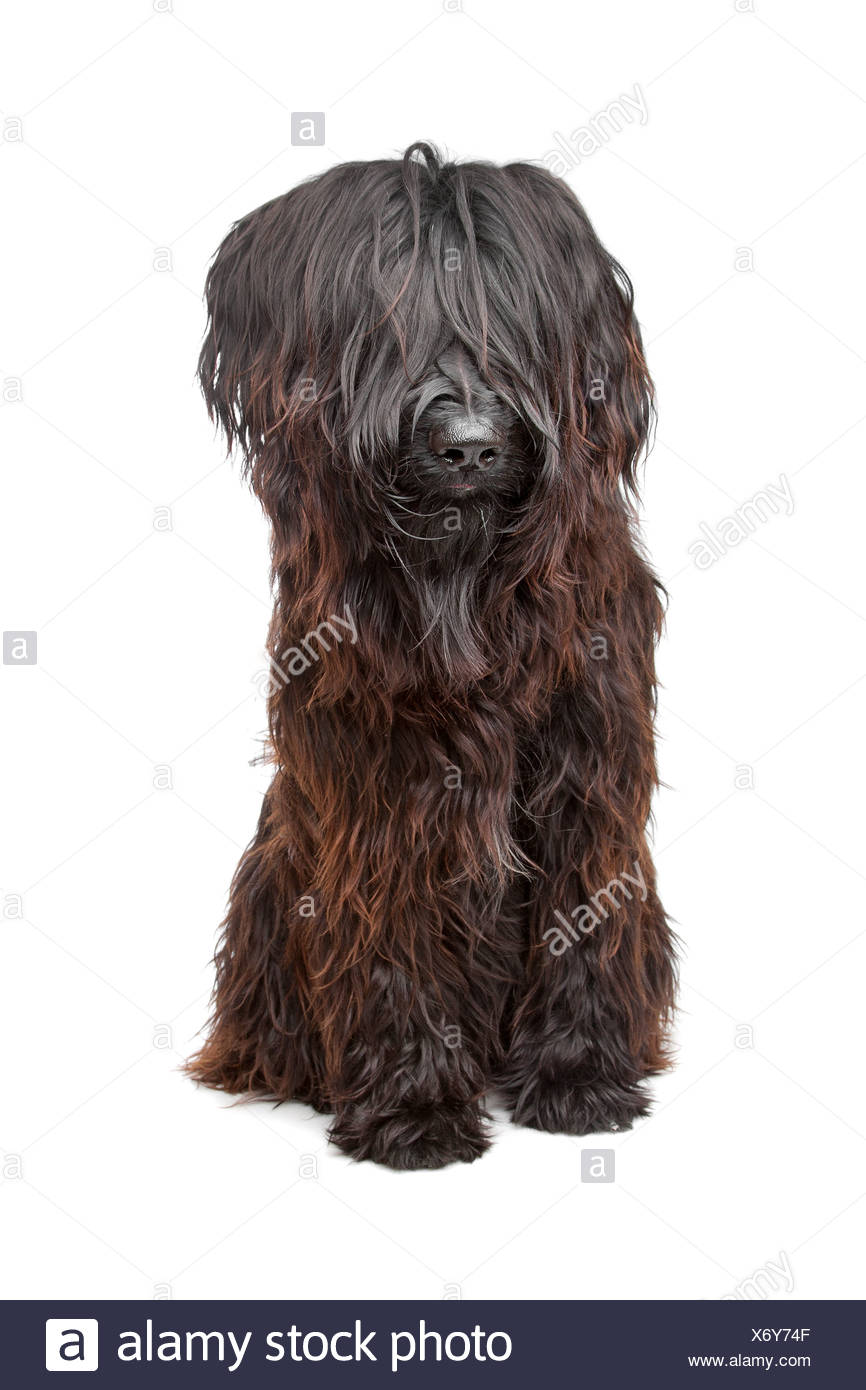 Briard Dog High Resolution Stock Photography and Images - Alamy