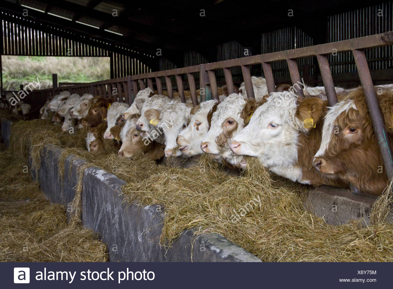 Troff High Resolution Stock Photography and Images - Alamy