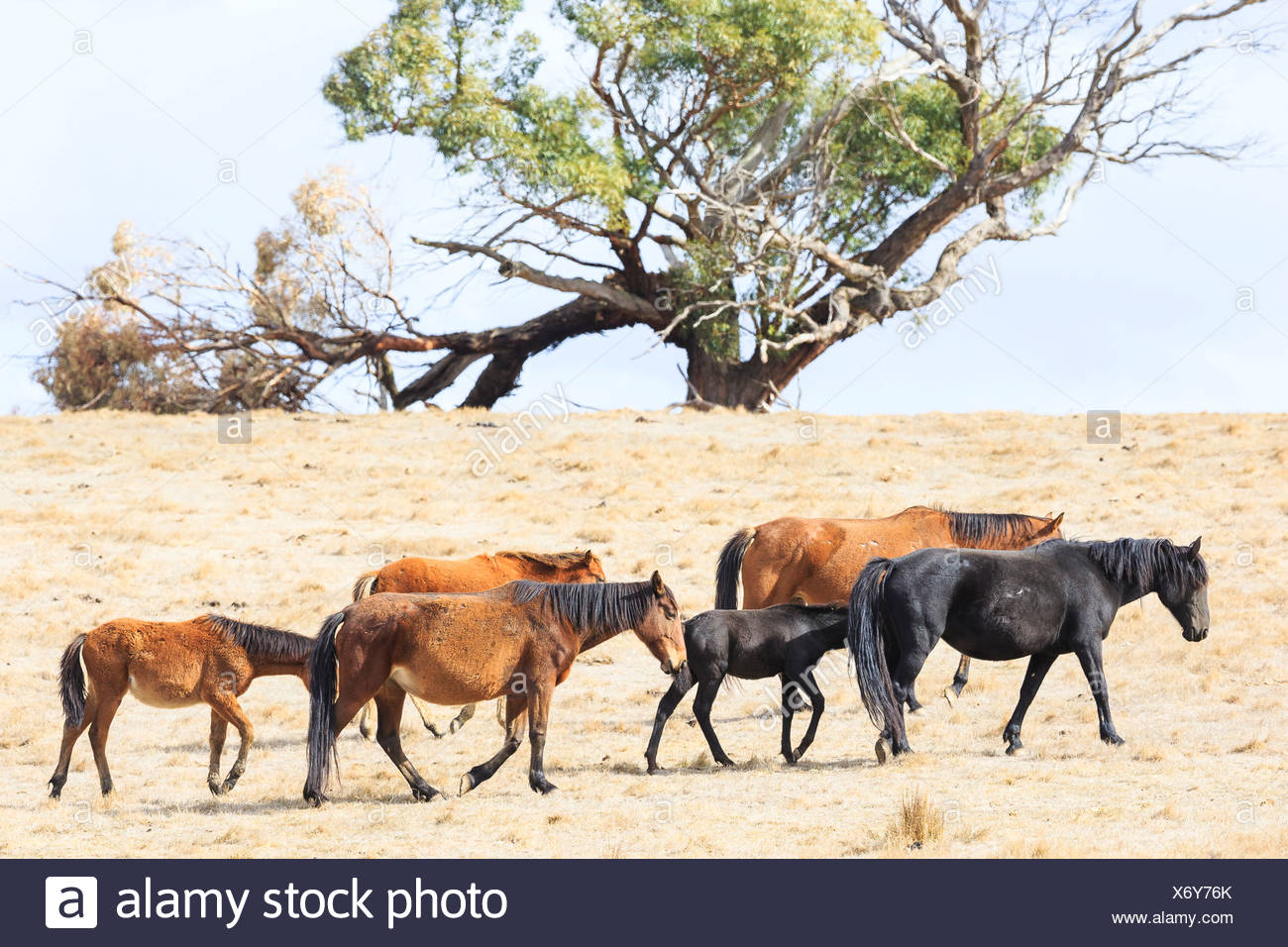 Brumbies Australia Stock Photos & Brumbies Australia Stock Images - Alamy