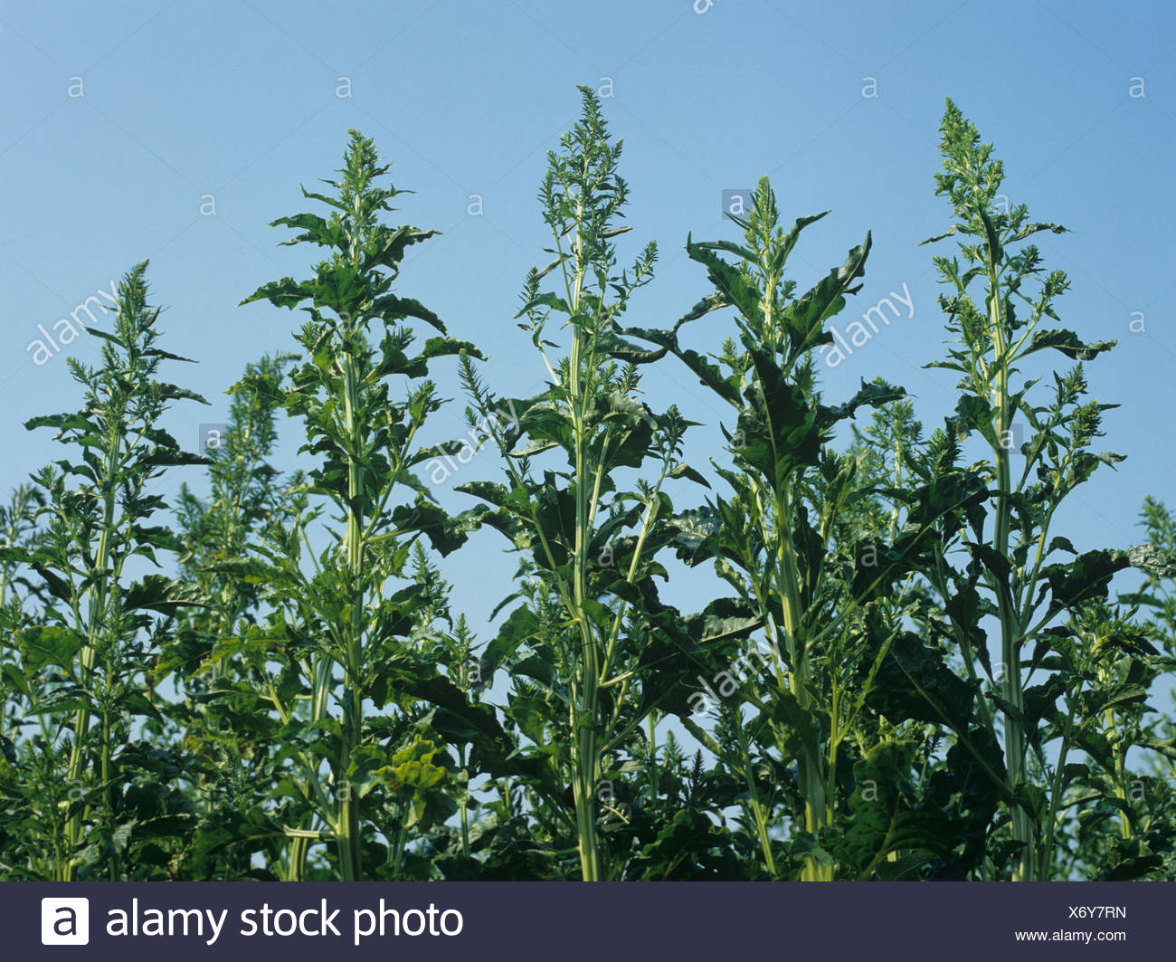 Sugar Beet Seed High Resolution Stock Photography and Images - Alamy