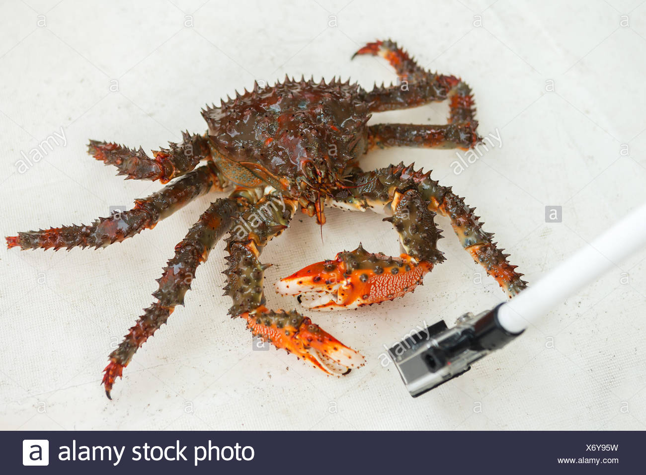 Kamchatka Crab High Resolution Stock Photography and Images - Alamy