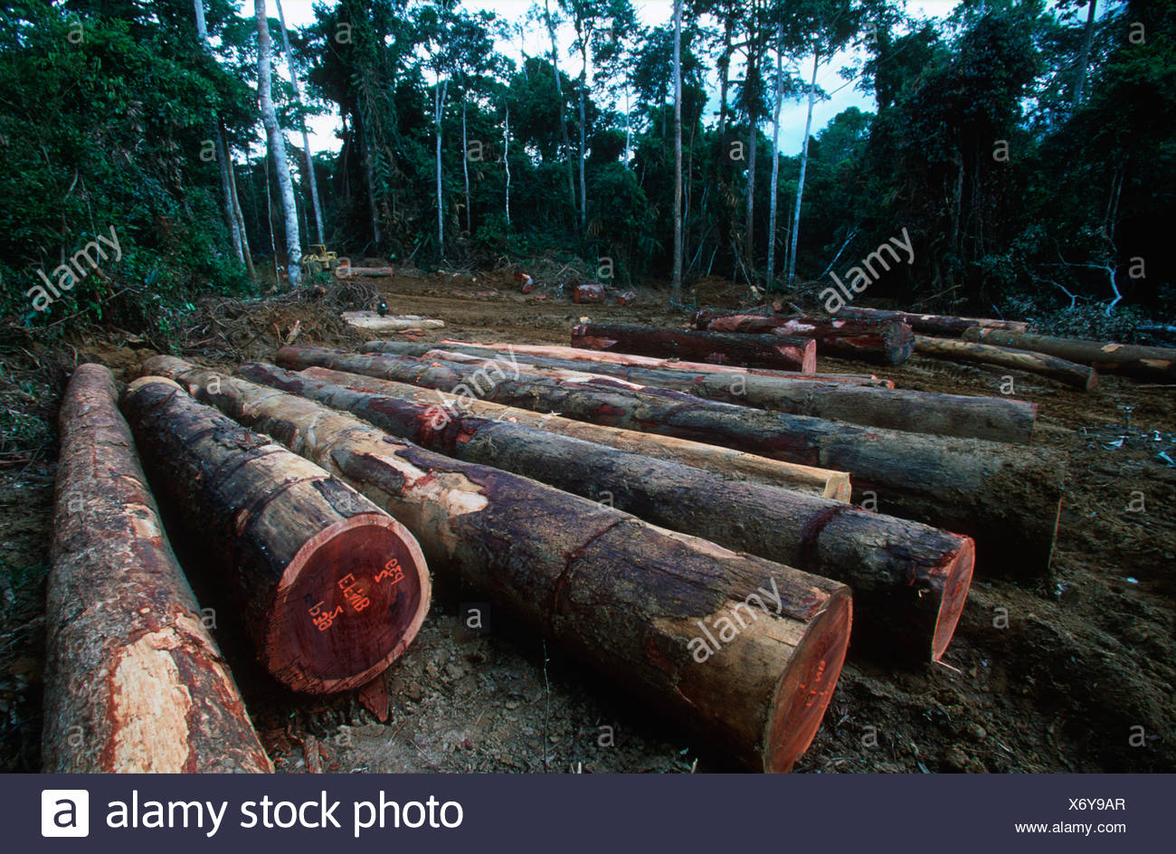 Logging Rainforest High Resolution Stock Photography and Images - Alamy
