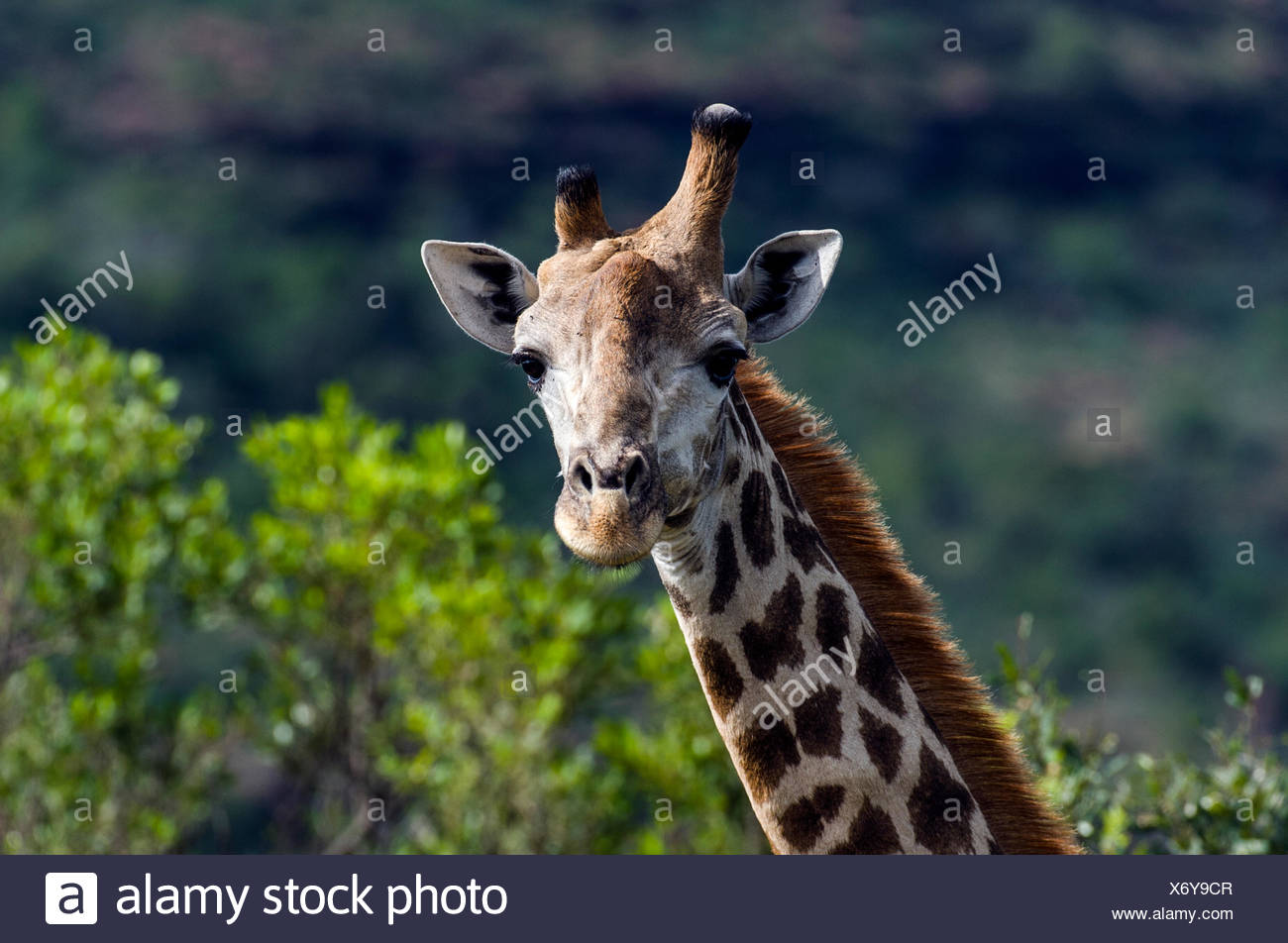 Deformed Animals High Resolution Stock Photography and Images - Alamy