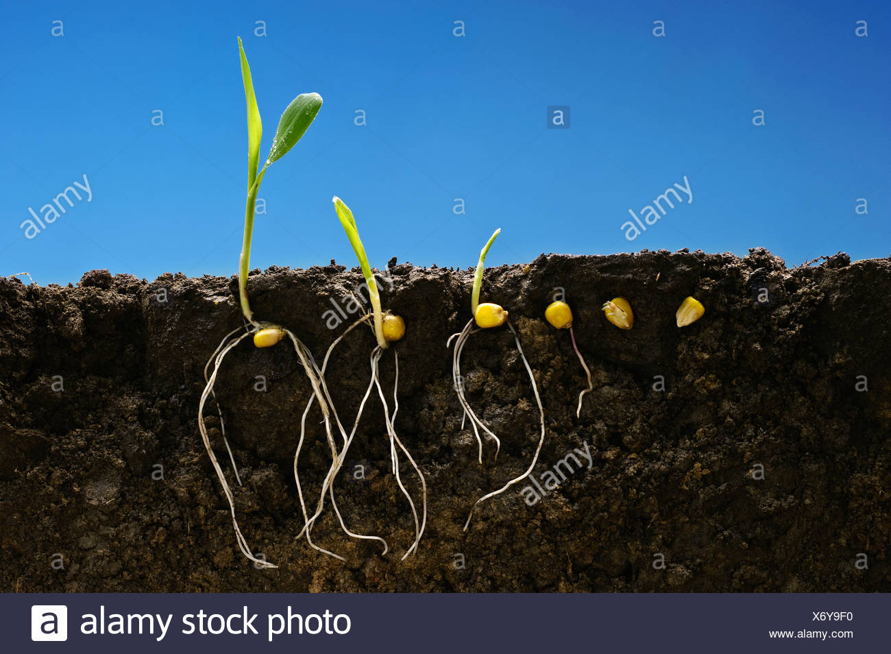 Corn Plant Roots High Resolution Stock Photography and Images - Alamy