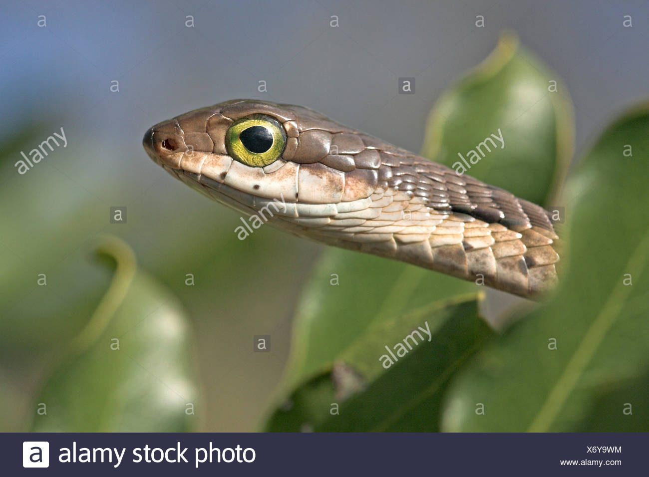 Boomslang Snake High Resolution Stock Photography and Images - Alamy