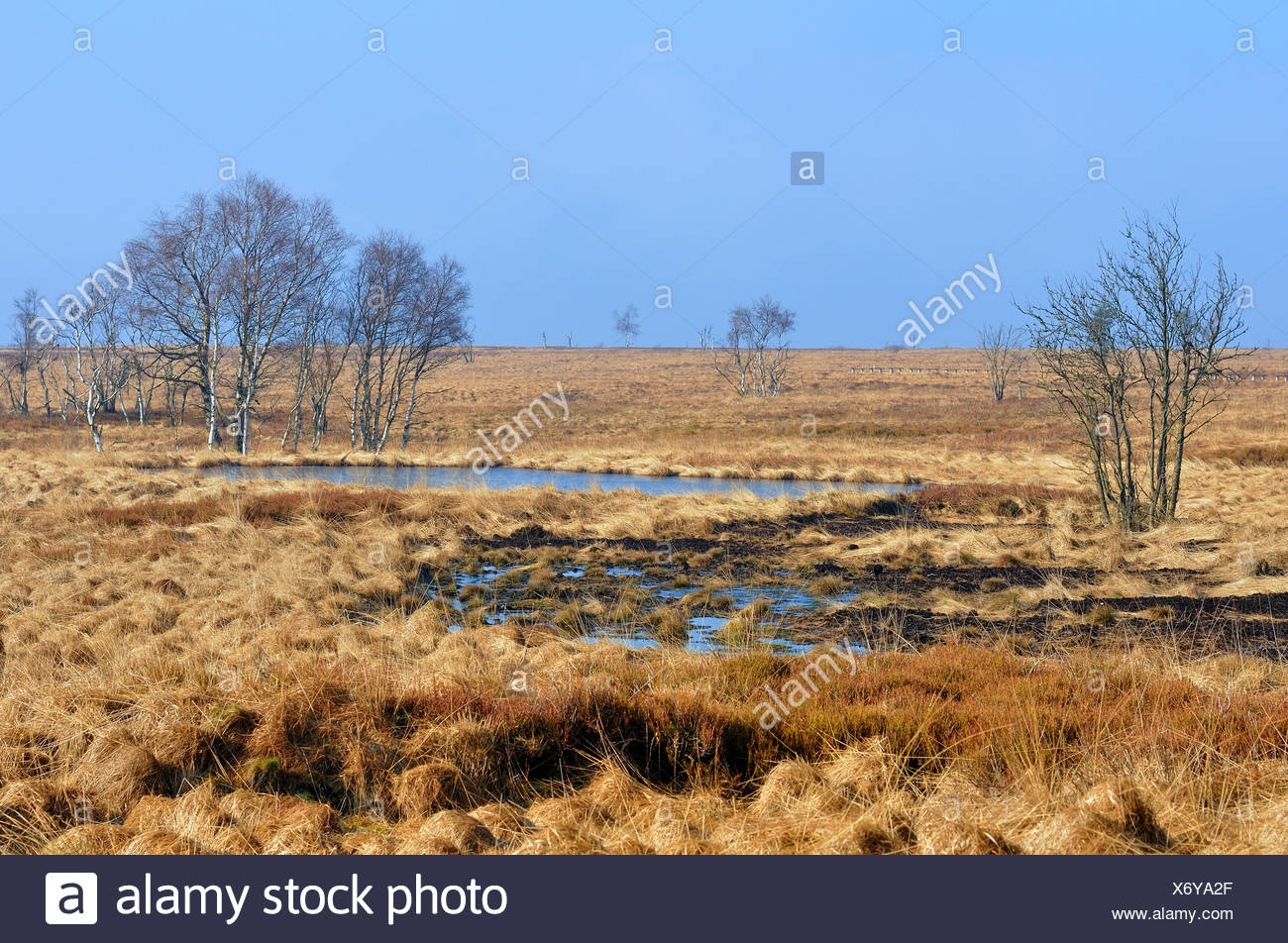 Nature Park High Fens Eifel High Resolution Stock Photography and ...