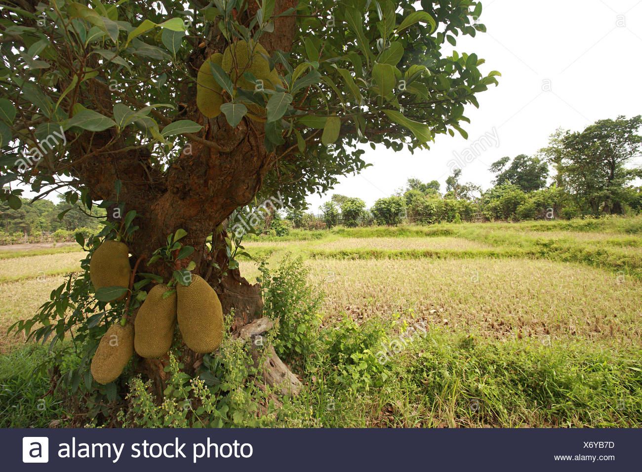Jak Tree High Resolution Stock Photography and Images - Alamy