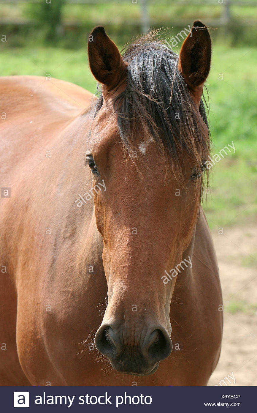Cheval De Selle Francais High Resolution Stock Photography and Images ...