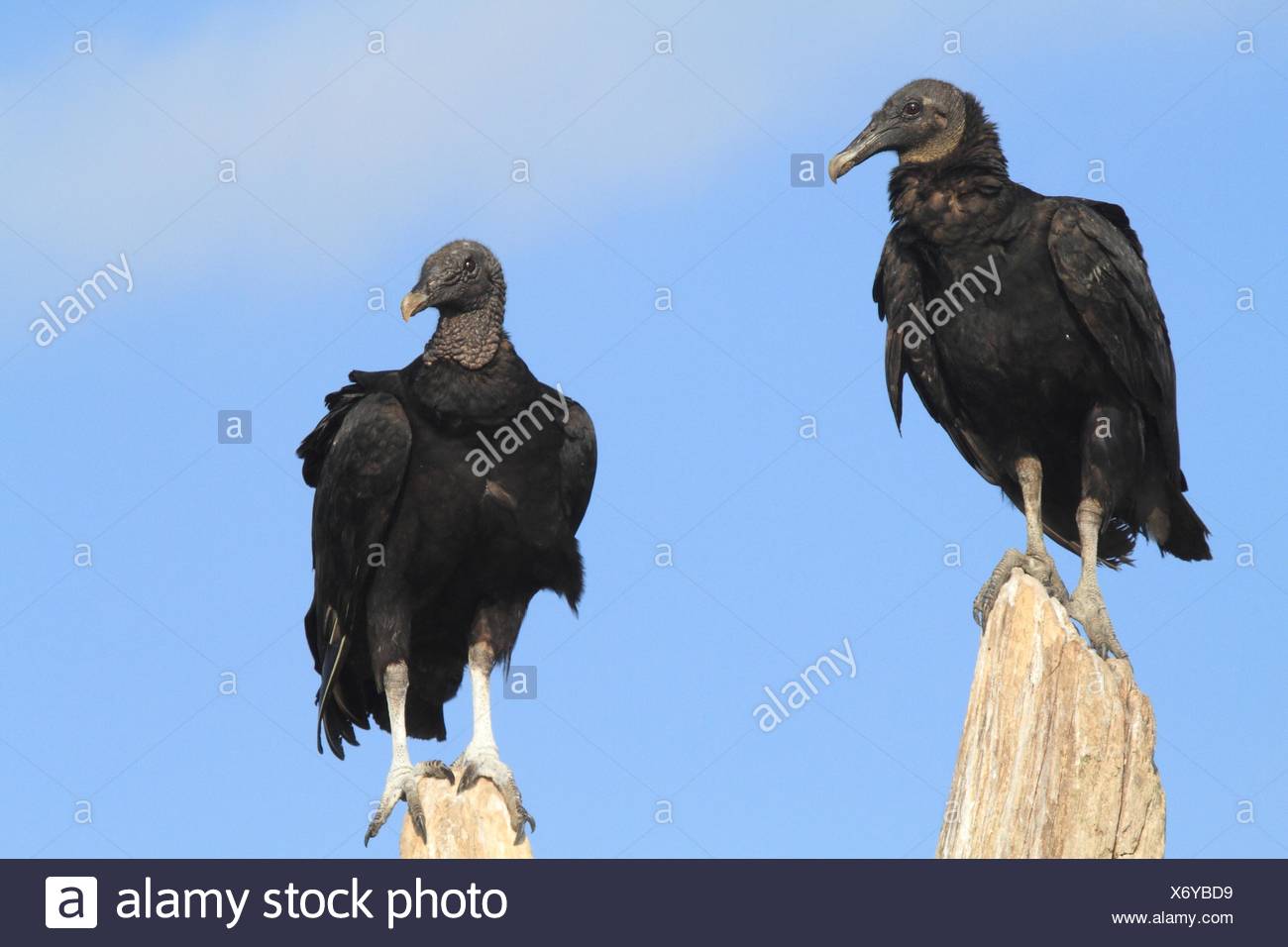 El Zopilote High Resolution Stock Photography and Images - Alamy