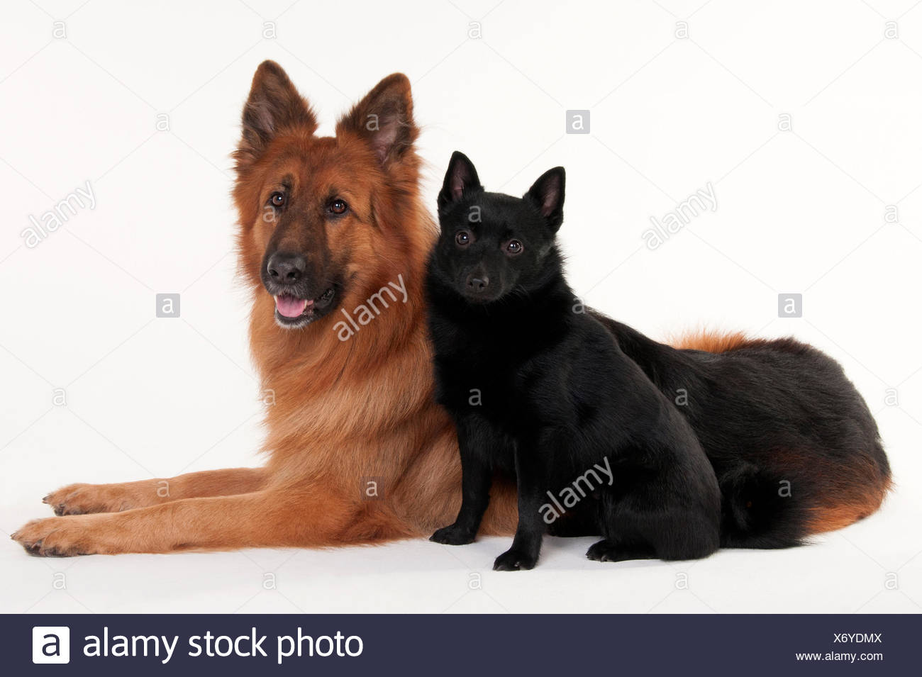 Old German Shepherds High Resolution Stock Photography and Images - Alamy