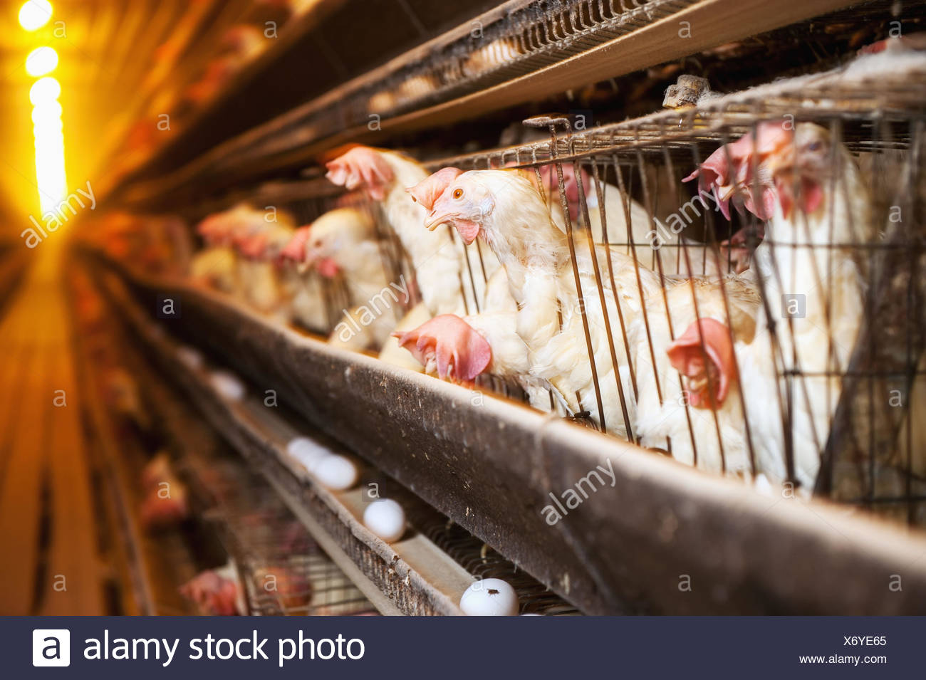 Chicken Farm Usa High Resolution Stock Photography and Images - Alamy