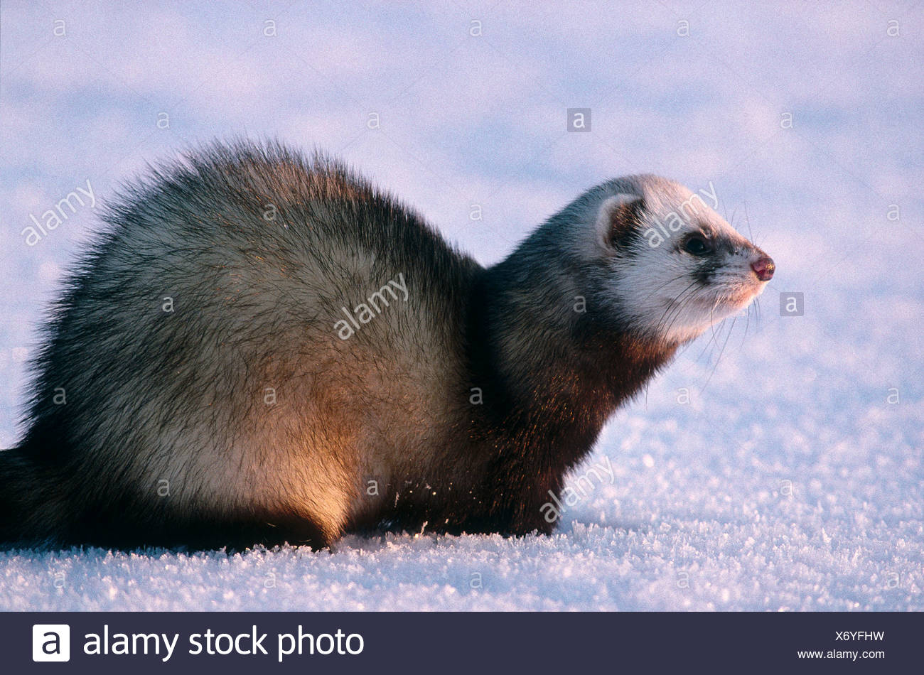 European Polecat Winter Stock Photos & European Polecat Winter Stock ...