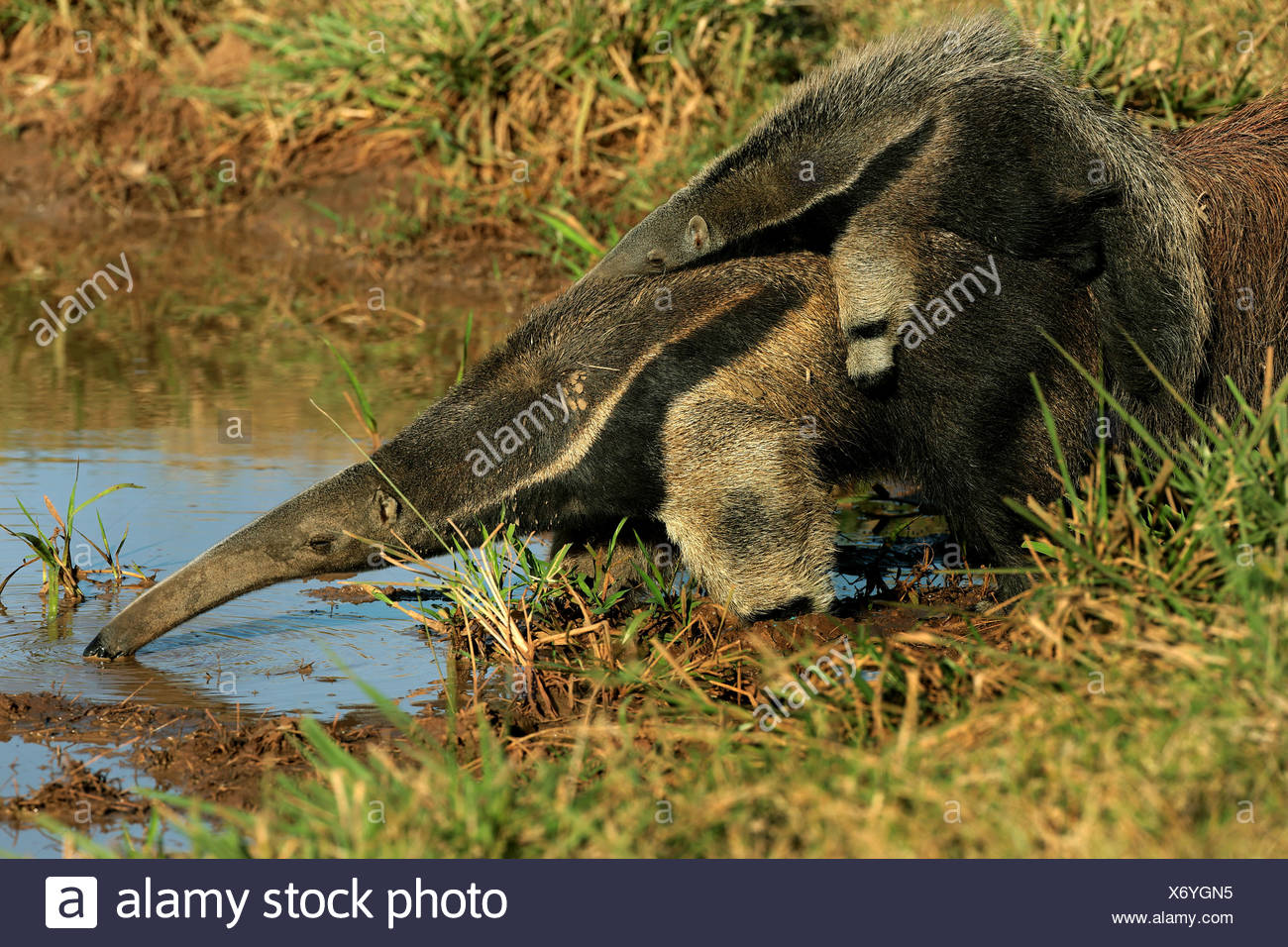 Xenarthrans Stock Photos & Xenarthrans Stock Images - Alamy