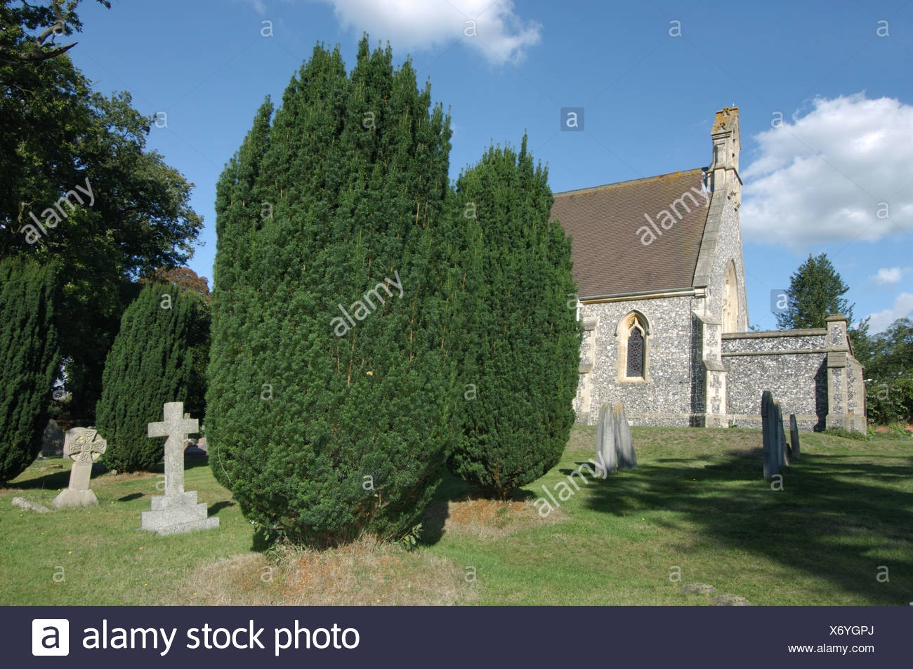 Irish Yew Taxus Baccata Fastigiata High Resolution Stock Photography ...