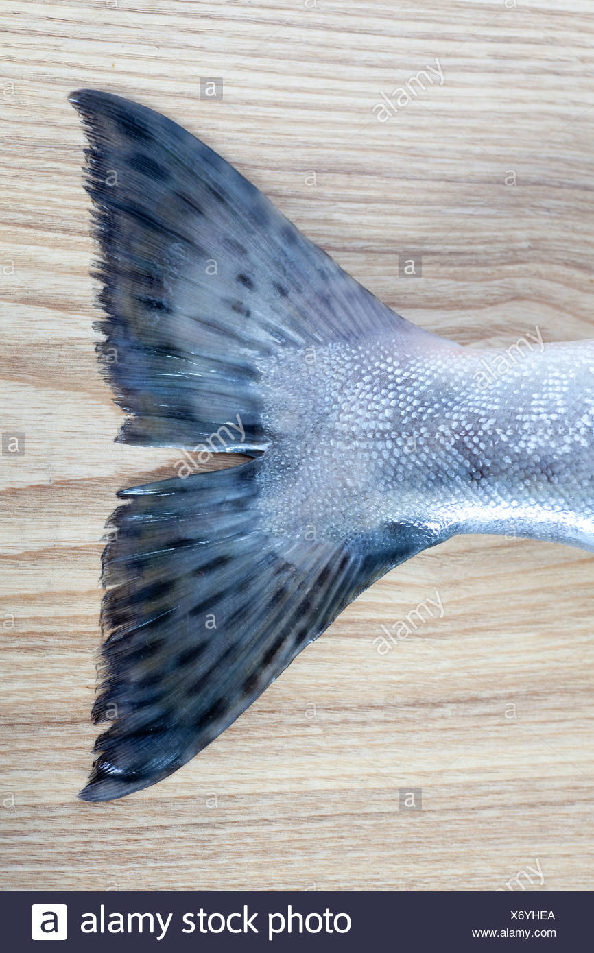 Fish Tail Stock Photos & Fish Tail Stock Images - Alamy