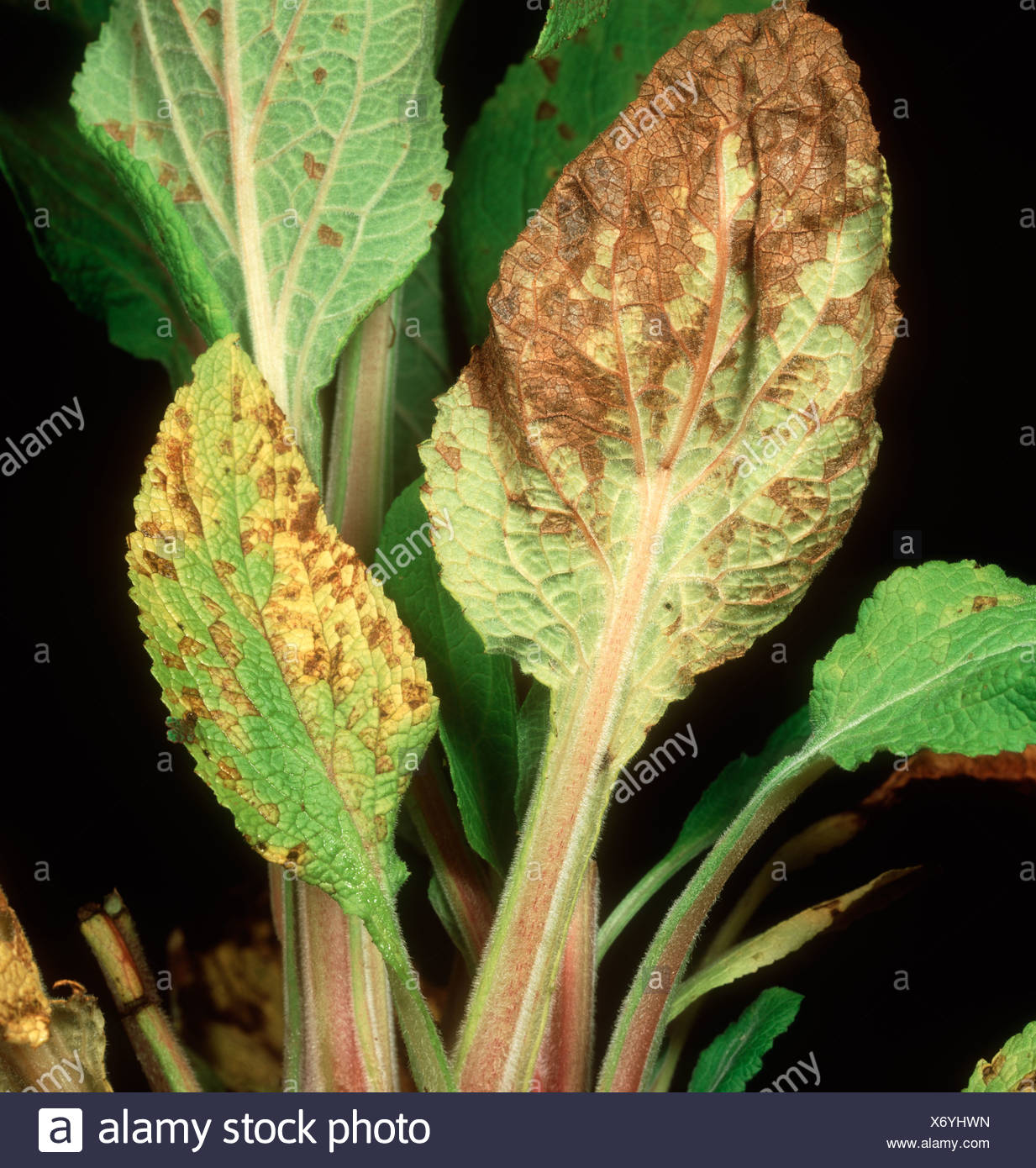 Eelworm Damage High Resolution Stock Photography and Images - Alamy
