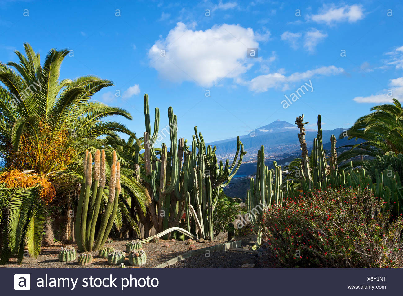 Cactus Tenerife Canaries High Resolution Stock Photography and Images ...